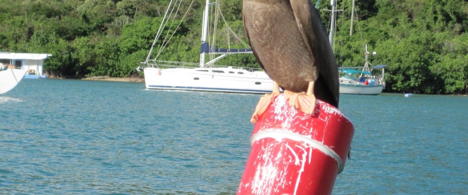 What Types of Birds Can Be Seen at Beaches in the US Virgin Islands?