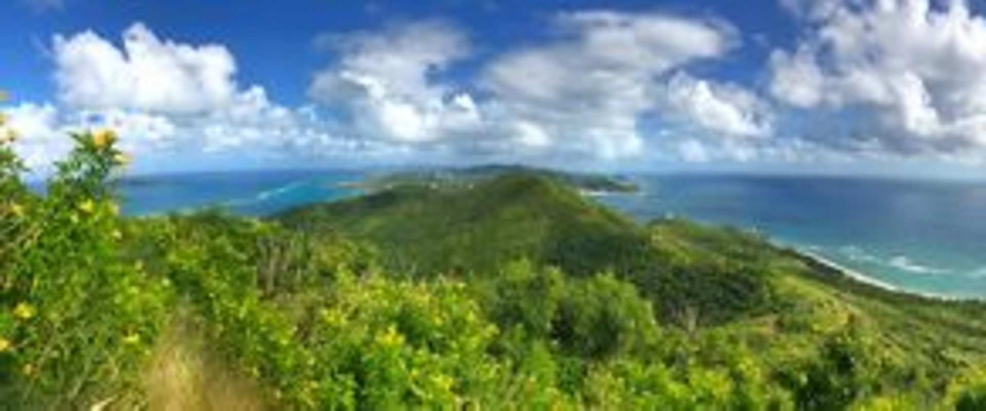 Discover the Amazing Wildlife of the US Virgin Islands